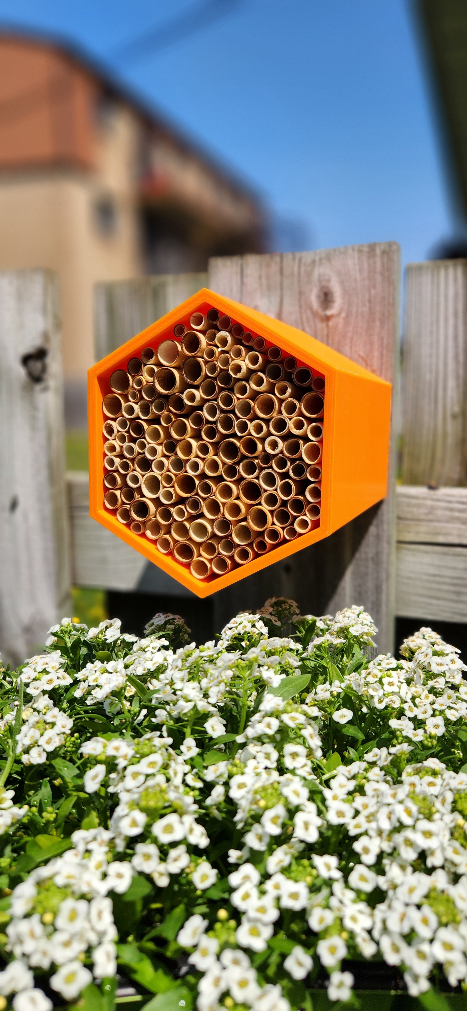 Bee Box 2.0: Transform Your Garden with Native Wildflowers – HexaEvo